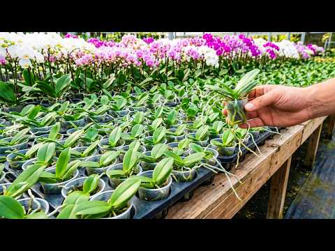 This secret helps you propagate 1,000 orchid plants in 3 days | All orchid species