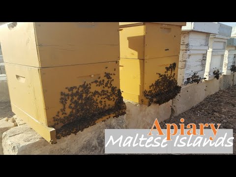 Apiary in Malta in Mid-Autumn - YouTube