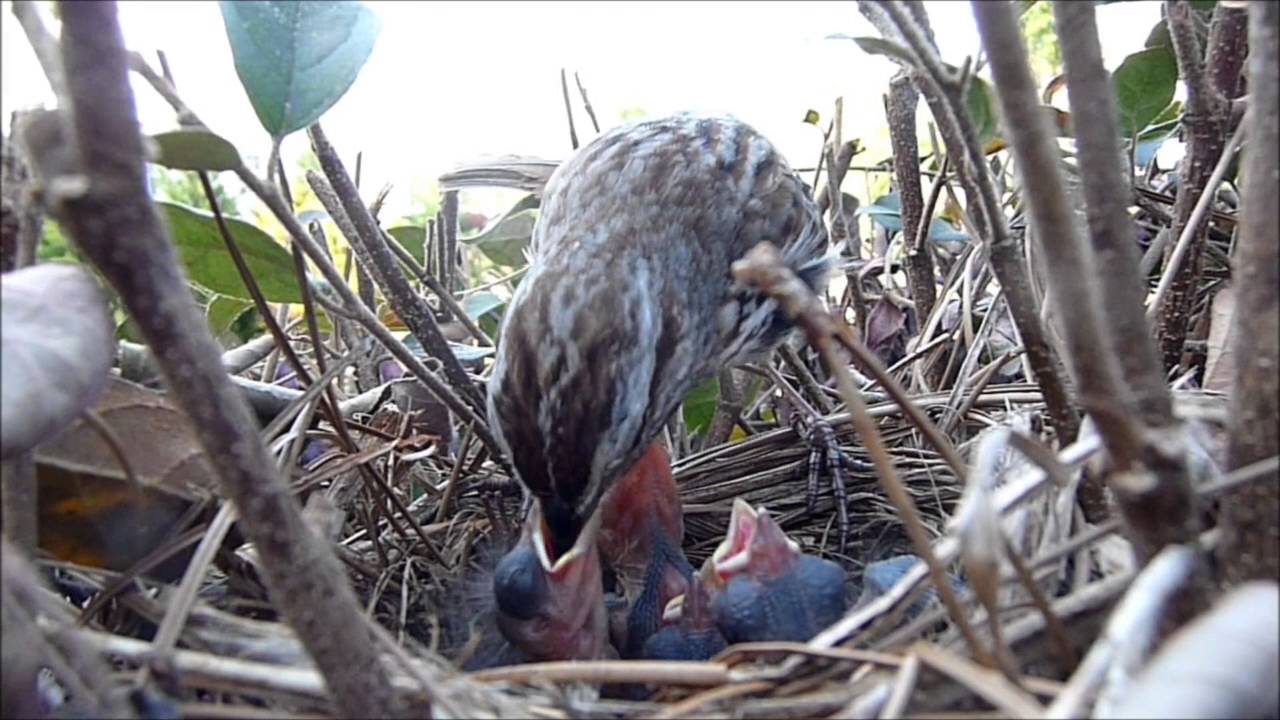 Begging Behaviour in Baby Birds - YouTube