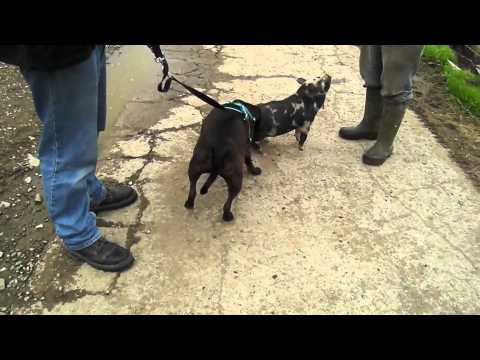 colly wobble - YouTube