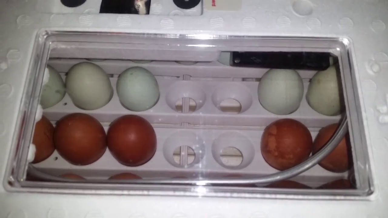 Incubating Fertile Chicken Eggs: Let's Go Through the Steps! - YouTube