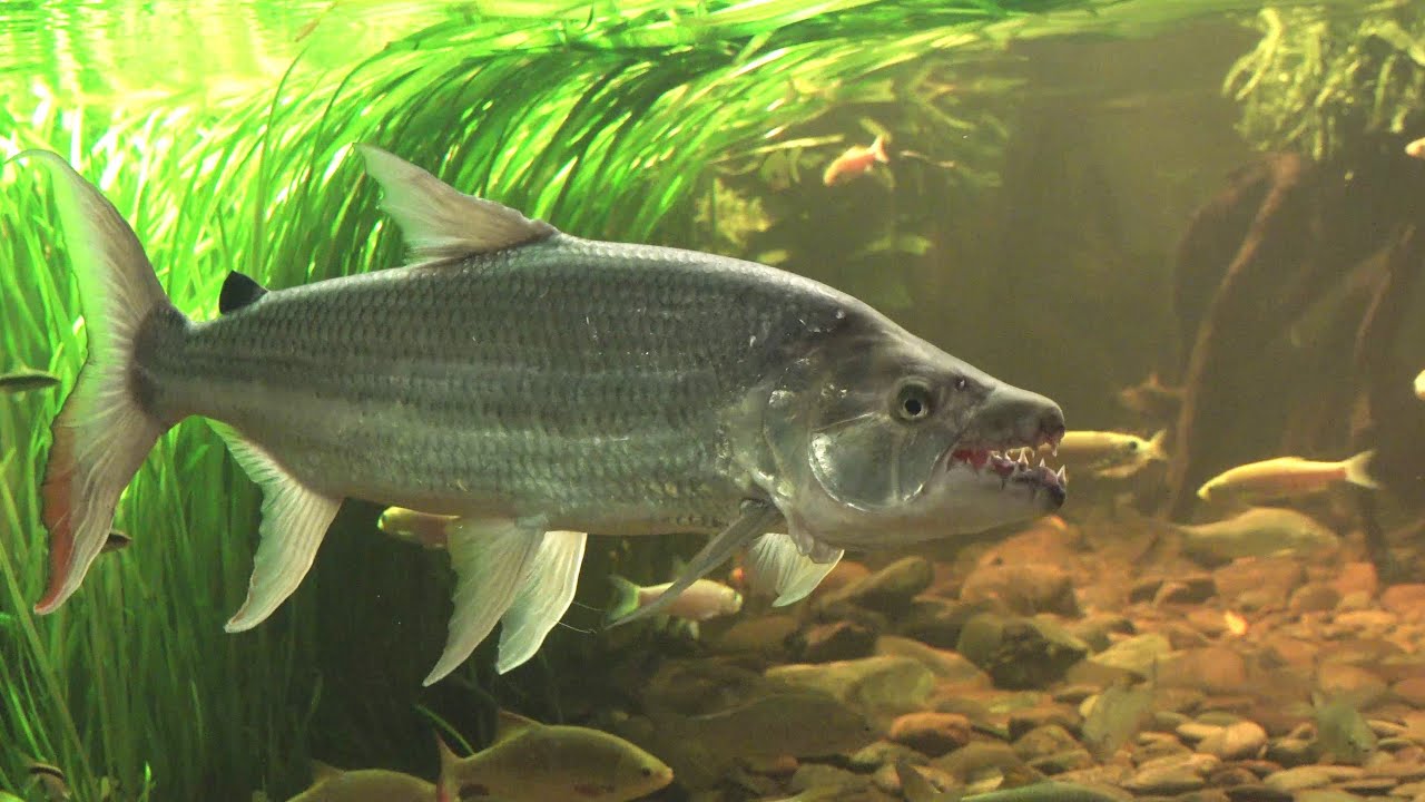 big goliath tigerfish teeth in the making - YouTube