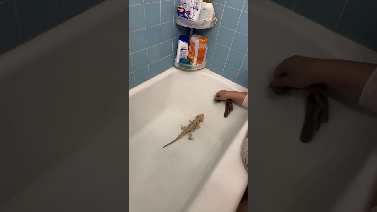 Godzilla’s first bath - YouTube