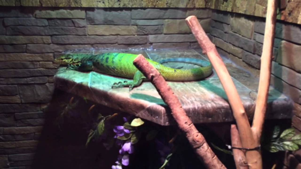 tri color monitor (varanus yuwonoi) - YouTube