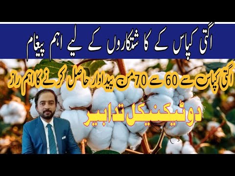 How to increase early cotton yield 2025|What is the methodto get ...