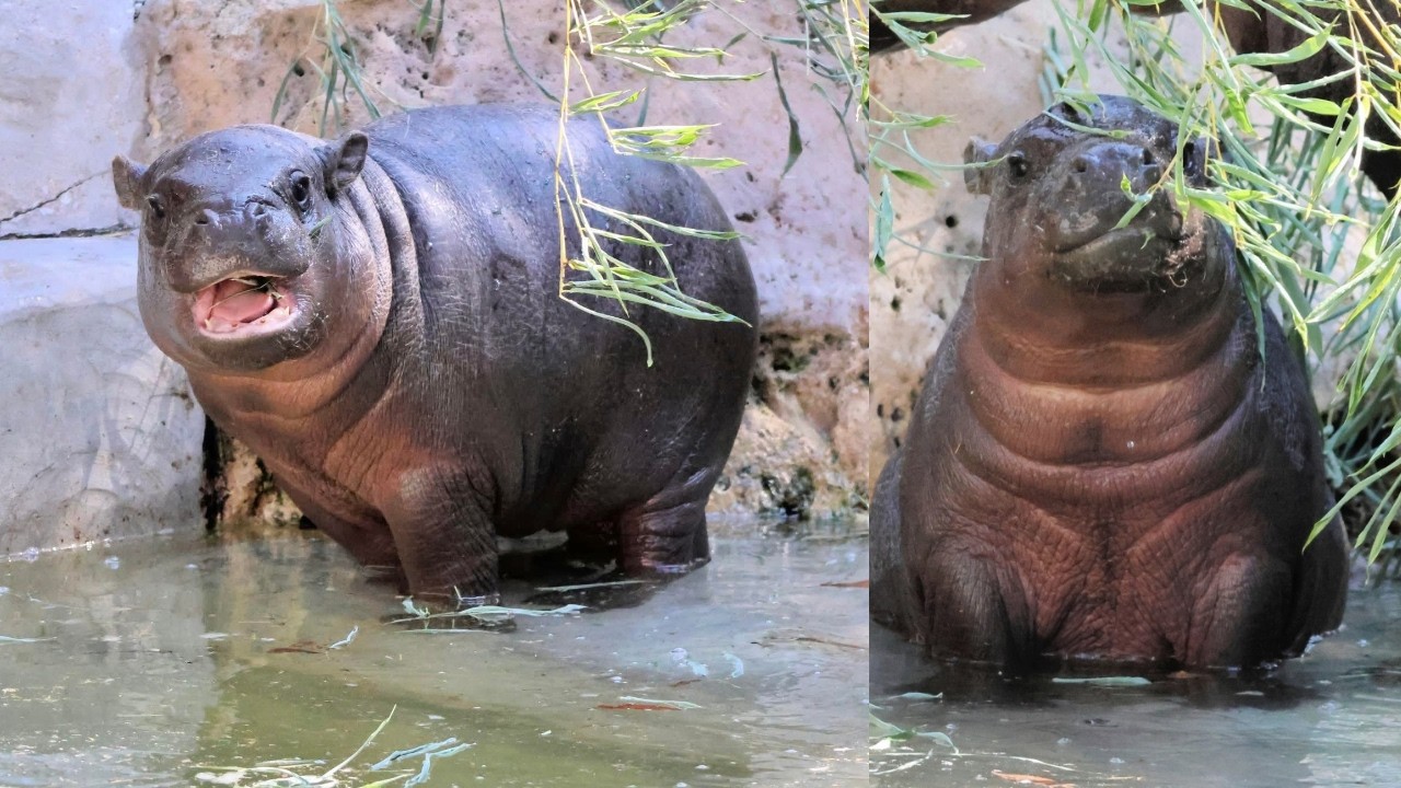 MARS THE "SPEEDY POTATO": Sassy Pygmy Hippo Pool Standoff 🦛💦 - YouTube