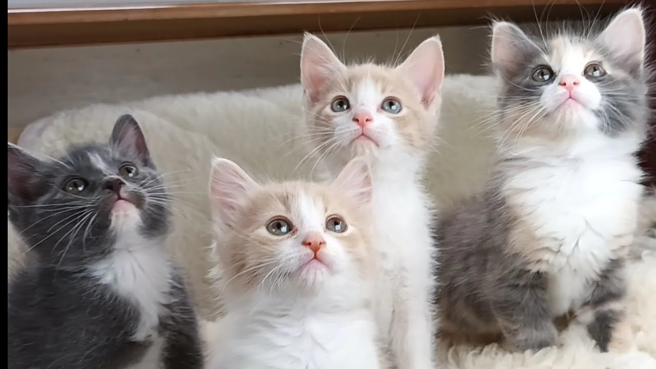 All Sold!! 7 Week Old Maine Coon X Harlequin Dilute Calico DSH Kittens ...