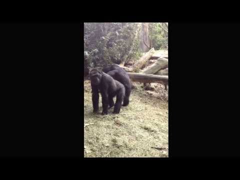 Gorillas Mating