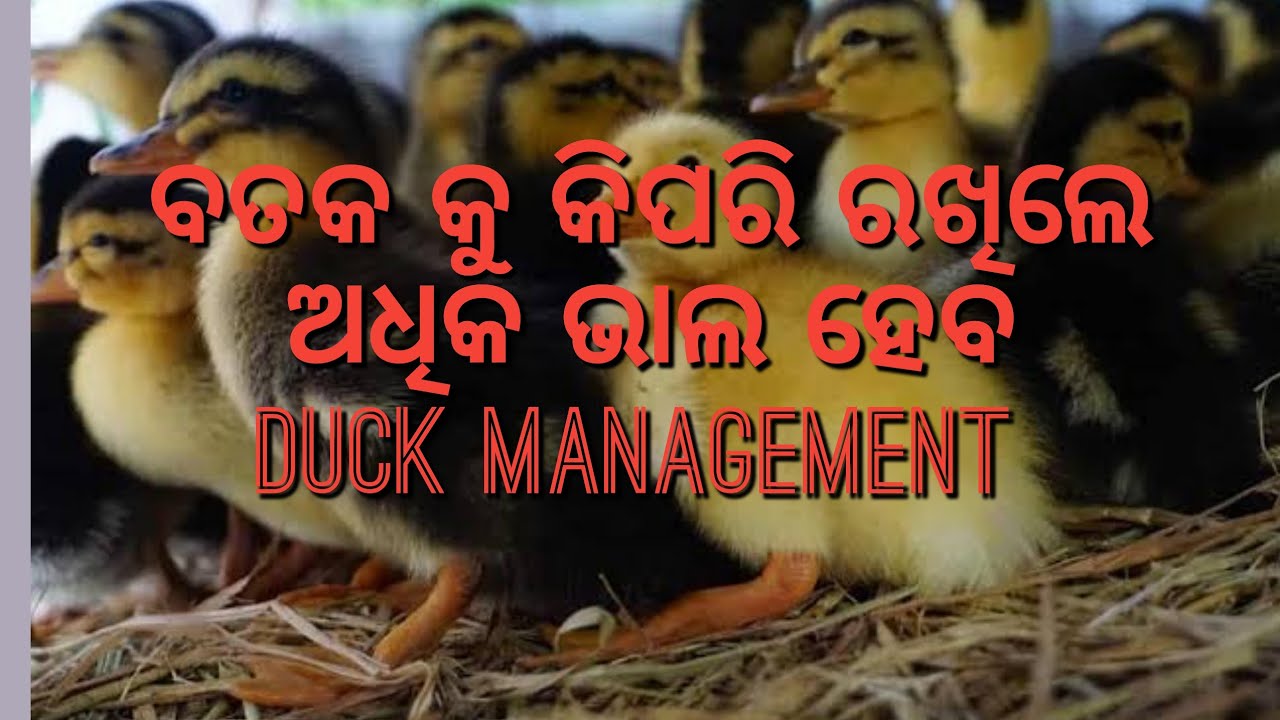 DUCK MANAGEMENT,, ବତକ ପାଳନ କିପରି କରିବା, ଏମିତି ରଖିଲେ ବତକ ମରିବେ ନାହିଁ ...