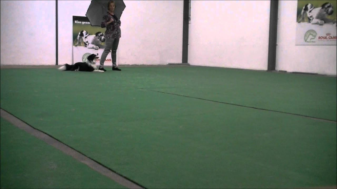 Canine Freestyle Routine Djuna - YouTube
