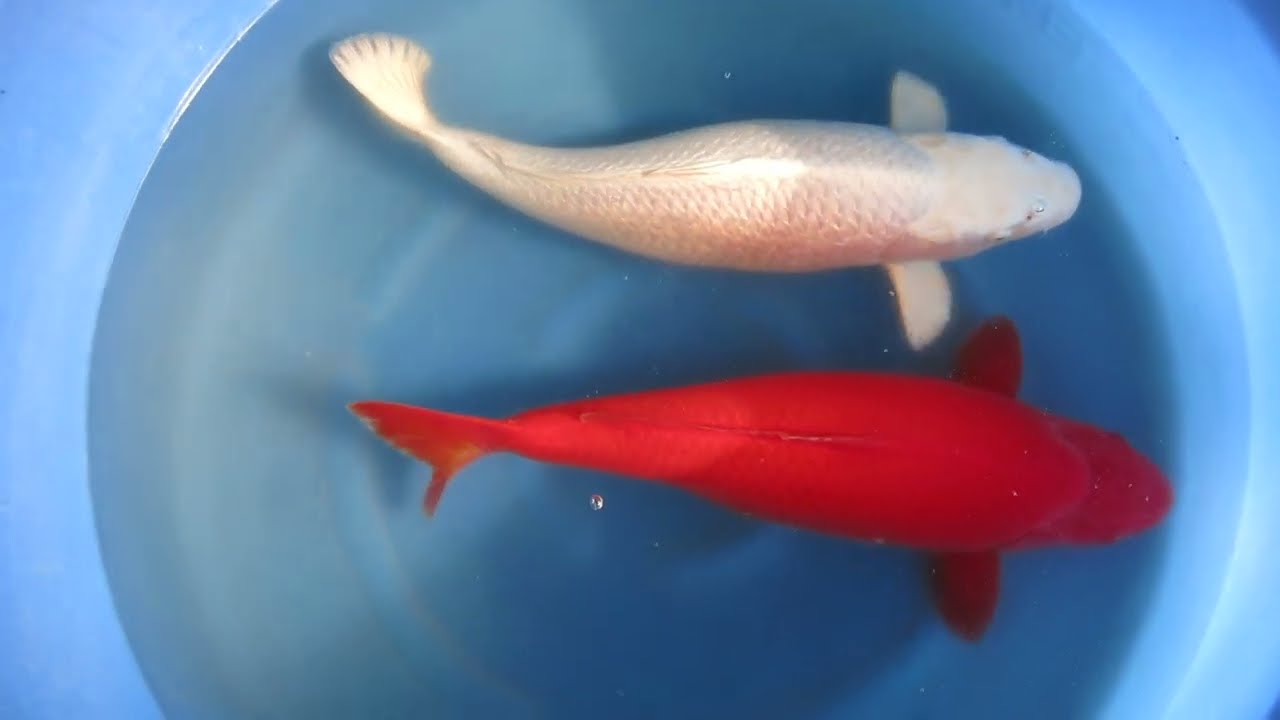 Ginrin Platinum and Benigoi Japanese Koi Fish - YouTube