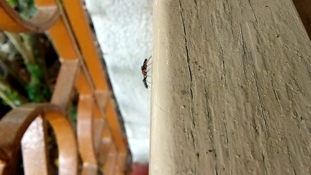 A small ant - YouTube