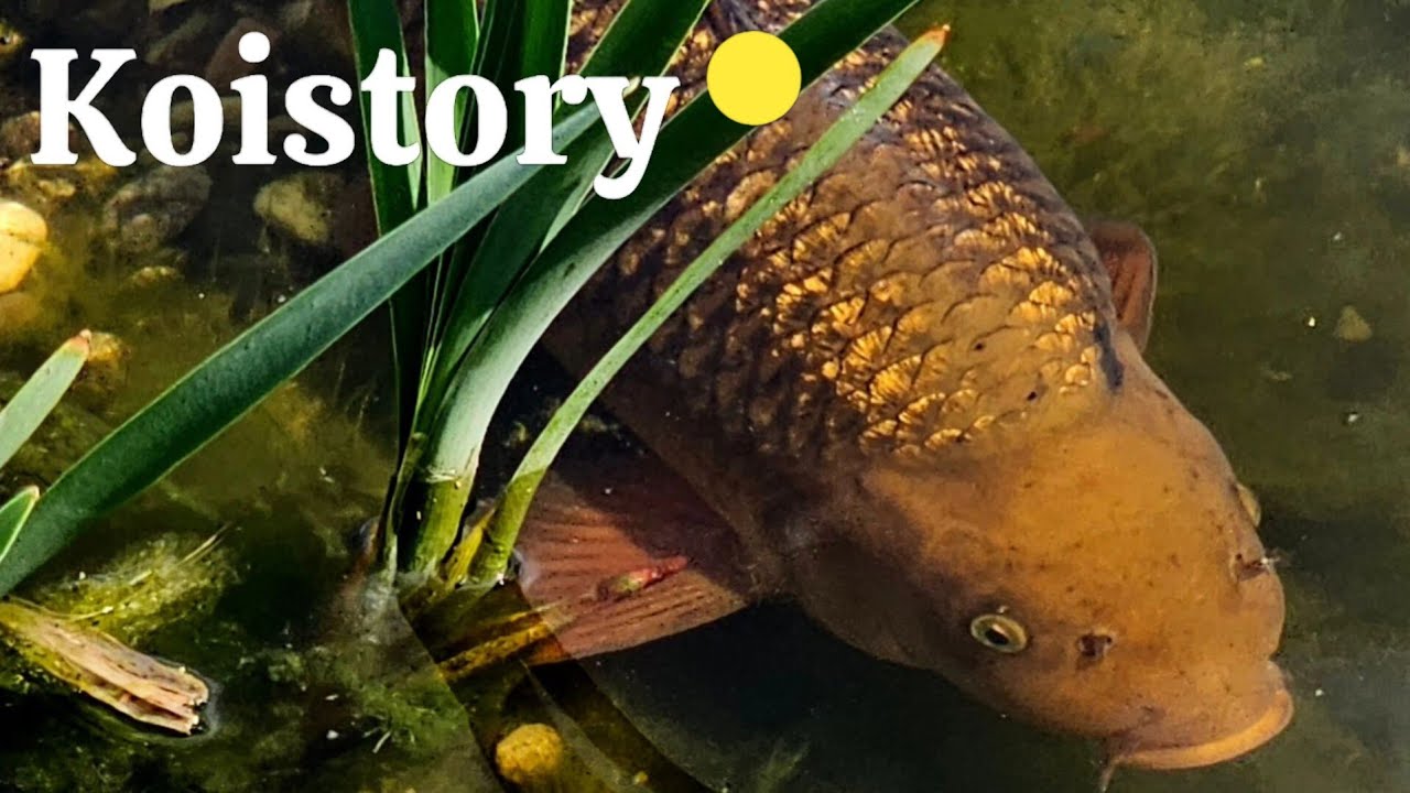 Ultimate Guide to Stunning Koi: Expert Tips and Breathtaking Footage ...