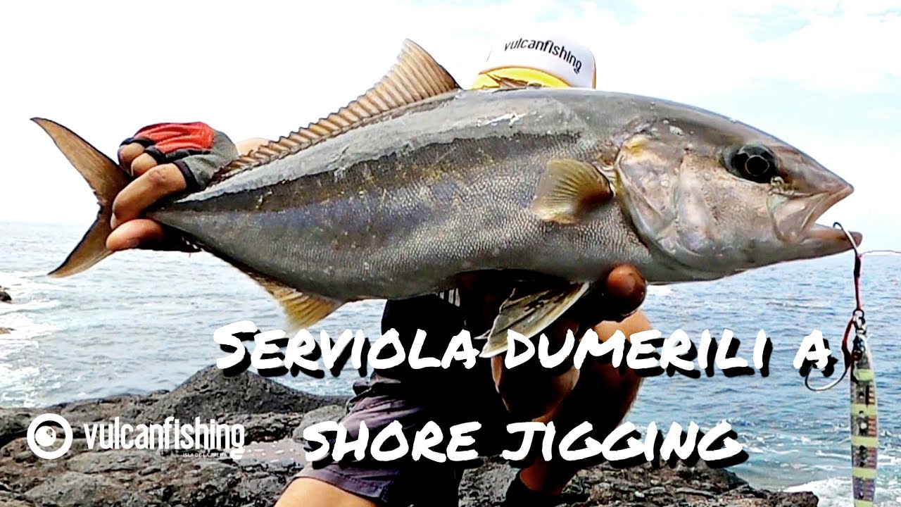 Serviola dumerili/Shore jigging - YouTube