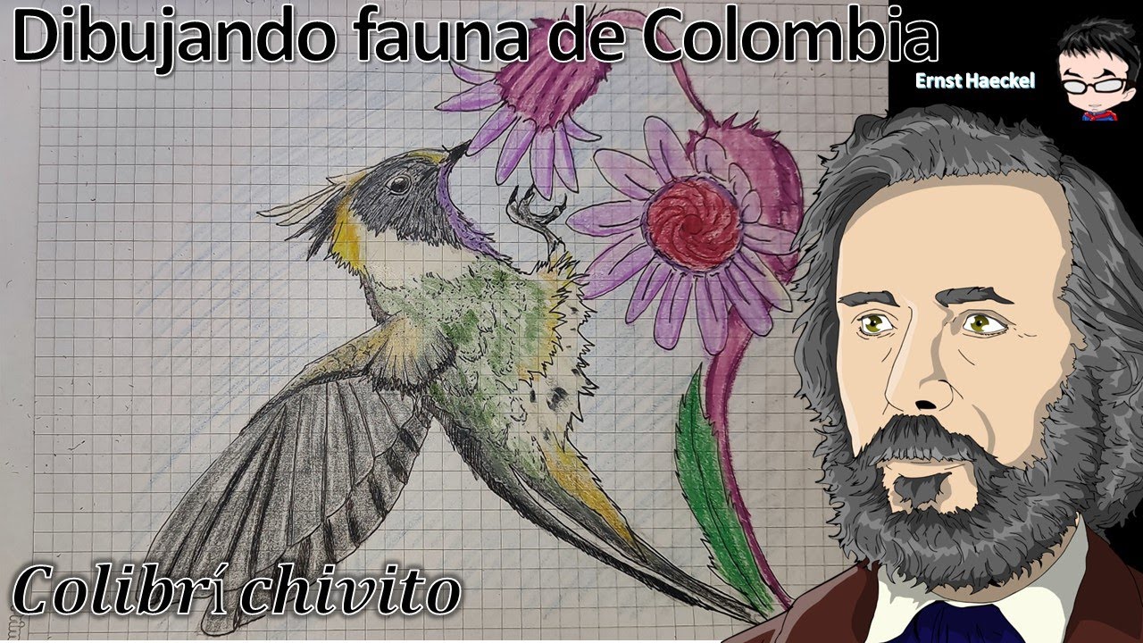 Como 𝐝𝐢𝐛𝐮𝐣𝐚𝐫 al 𝐂𝐨𝐥𝐢𝐛𝐫í 𝐜𝐡𝐢𝐯𝐢𝐭𝐨, barbudito paramuno 𝑶𝒙𝒚𝒑𝒐𝒈𝒐𝒏 𝒈𝒖𝒆𝒓𝒊𝒏𝒊𝒊 ...