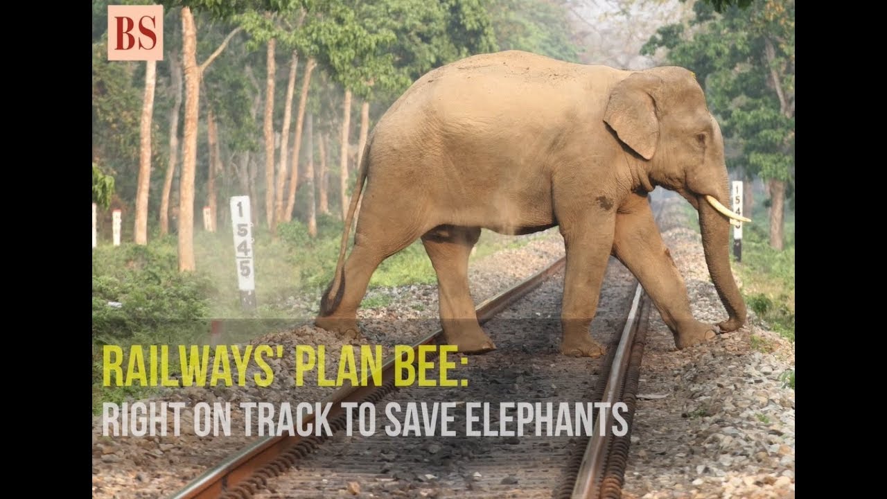 Railways' Plan Bee: Right on track to save elephants - YouTube