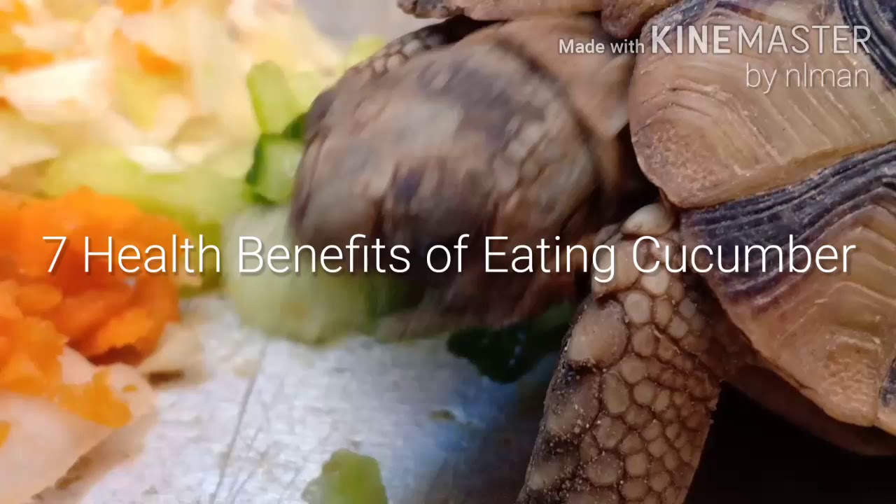 Mediterranean Tortoise Diet - Egyptian & Greek Tortoise - YouTube