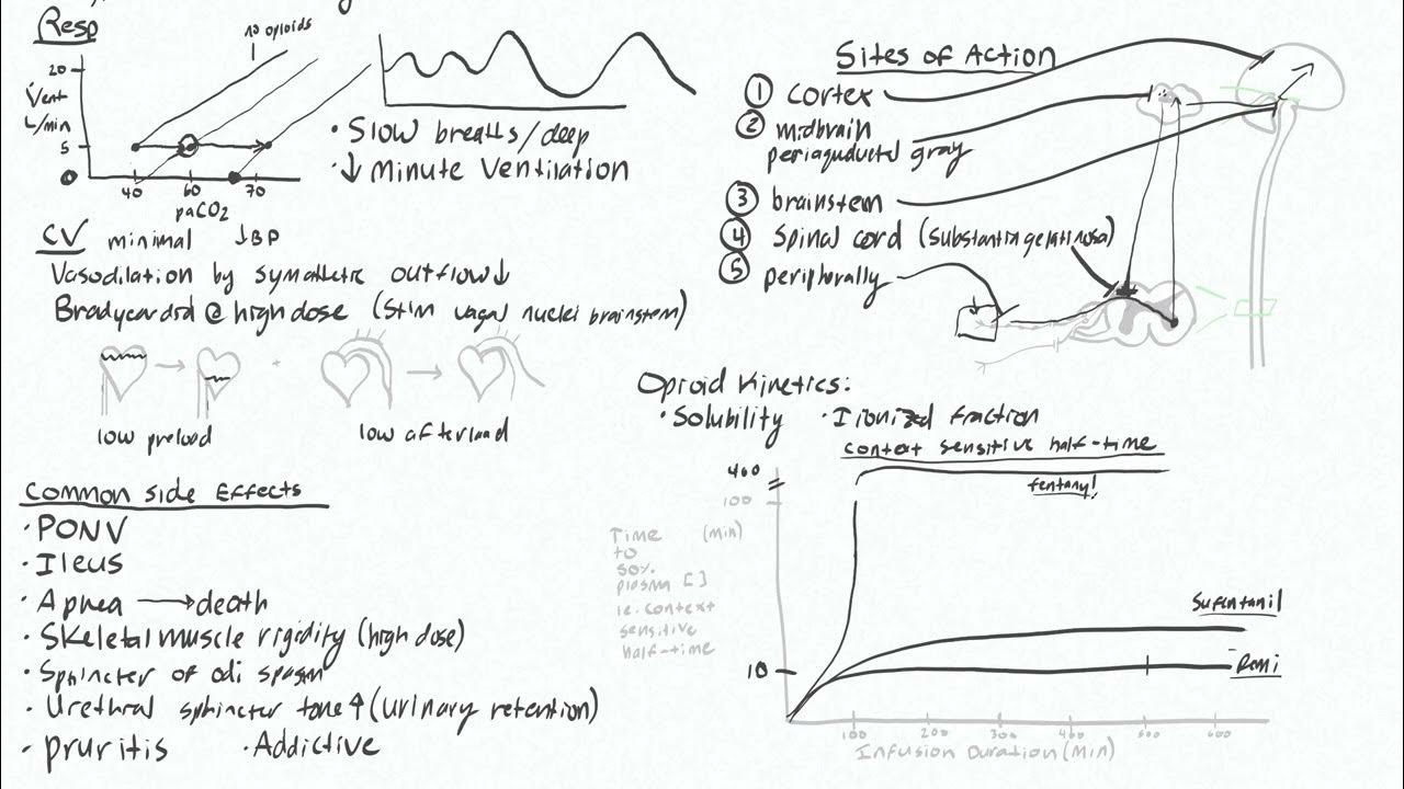 Opioids 5 - Kinetics and Context Sensitive Half-time - YouTube