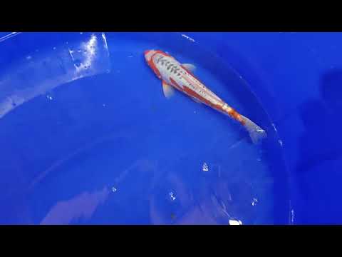 Yamasan - Shusui, k2679