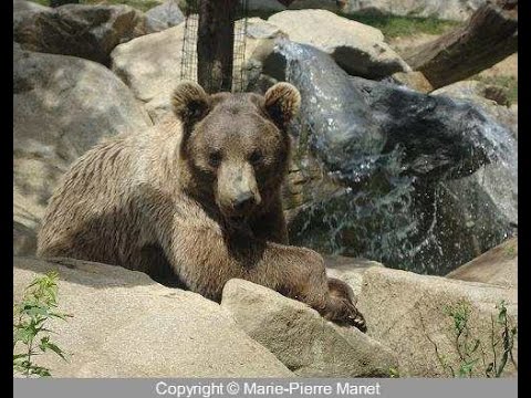 L'ours brun des Pyrénées - YouTube