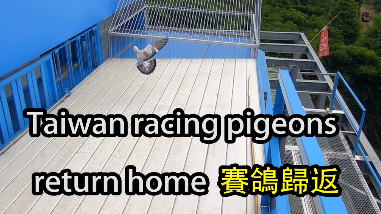 台灣 賽鴿 冬季 比賽 歸返，2021 Taiwan racing pigeons return home - YouTube