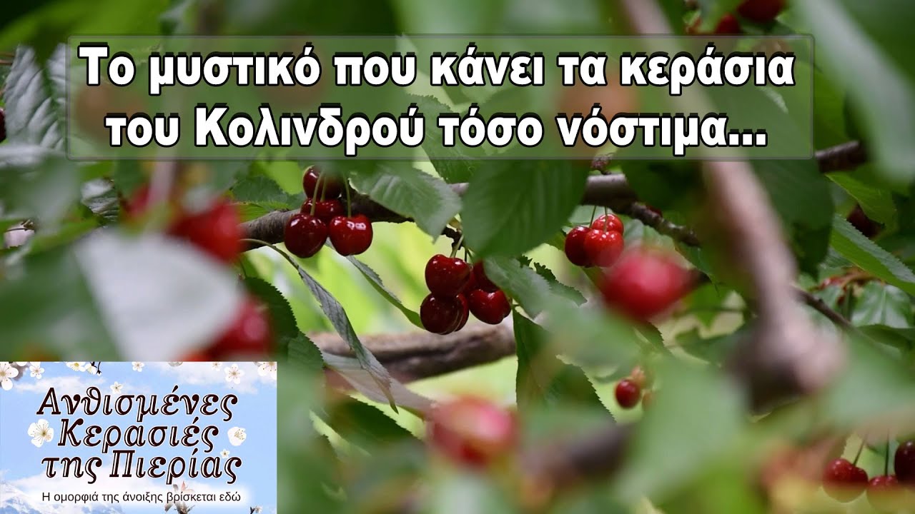 Αυτό είναι το μυστικό που κάνει τα κεράσια του Κολινδρού τόσο νόστιμα ...