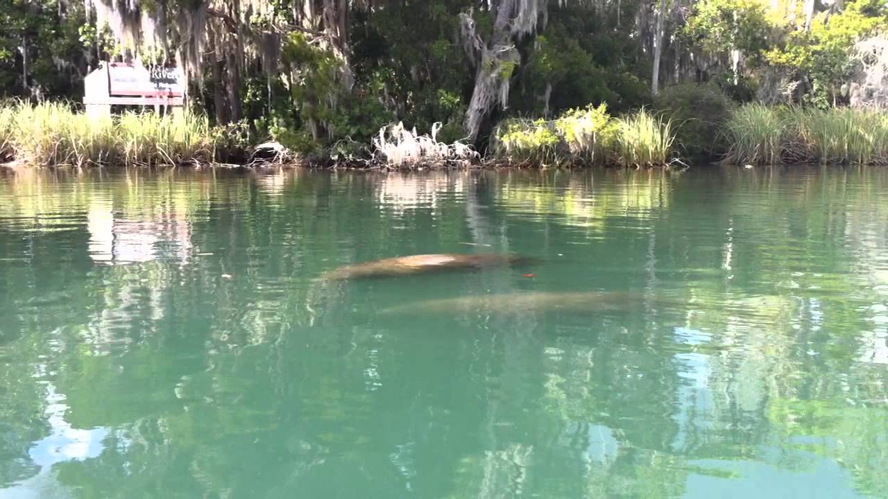 My first manatees at Crystal River National Wildlife Refuge - YouTube
