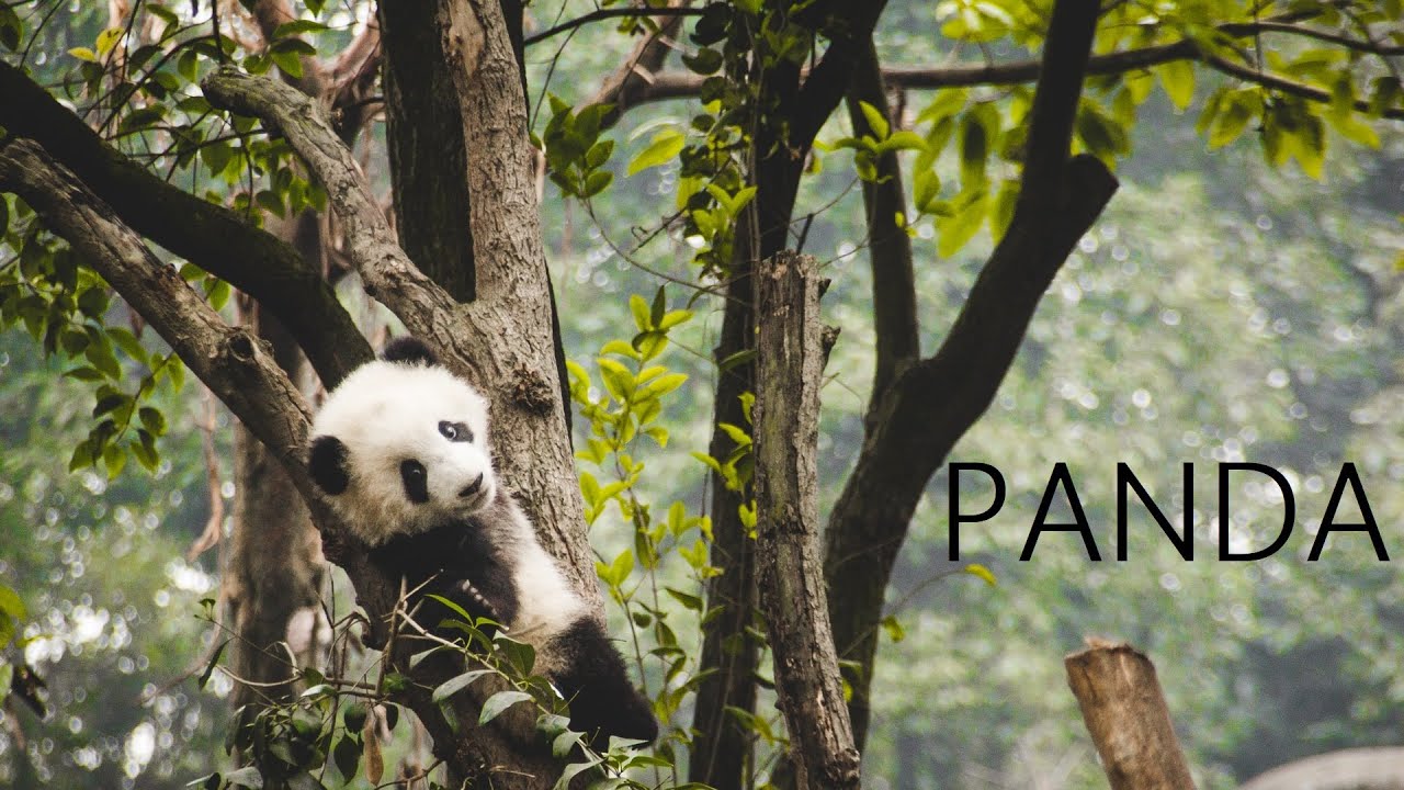 Panda (EDM) by Itro [NO COPYRIGHT] - YouTube