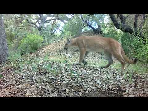 Mother Mountain Lion Hangs Out With Her Yearling in Forest - 1839585