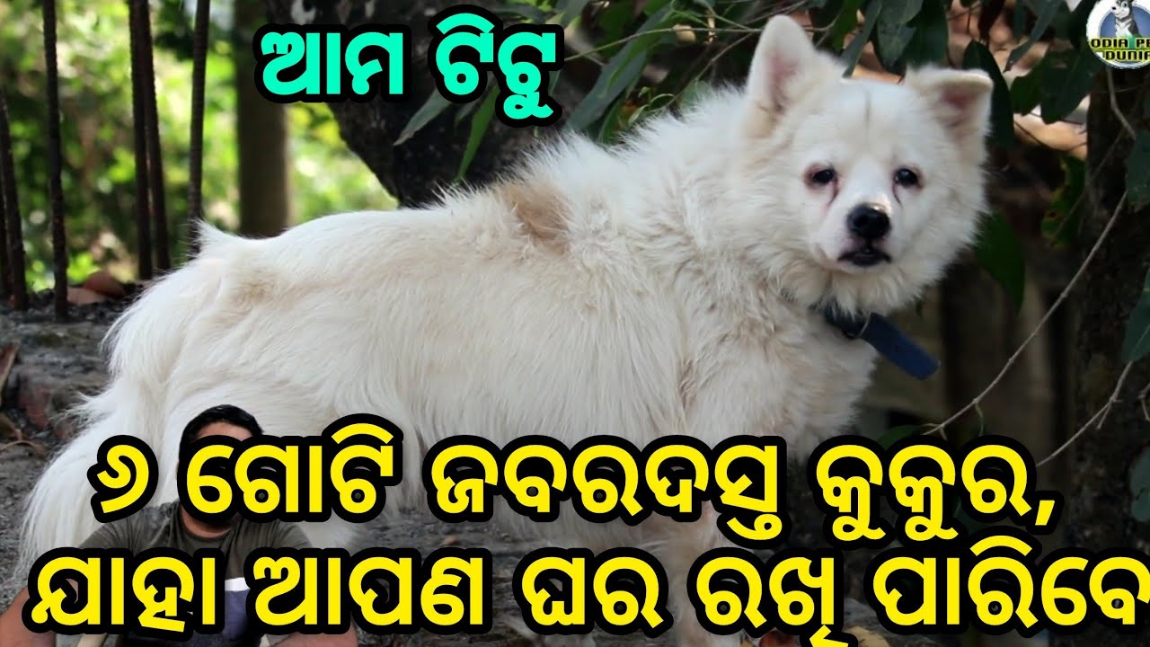 First time in Odia Best Top 5 Dog breed that you can keep in Odisha ...
