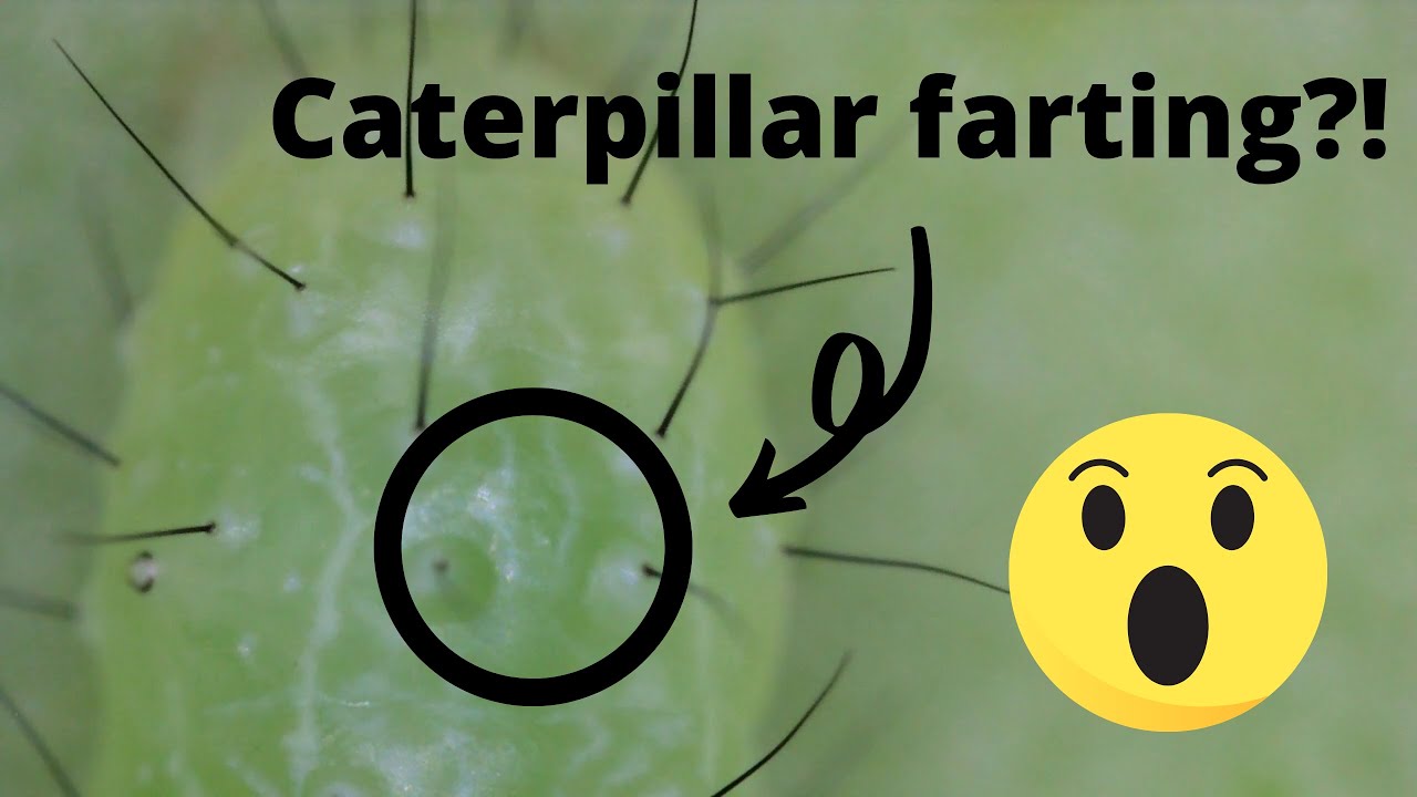 Caterpillar farting?! - amazing Microscopic Lives under the microscope ...