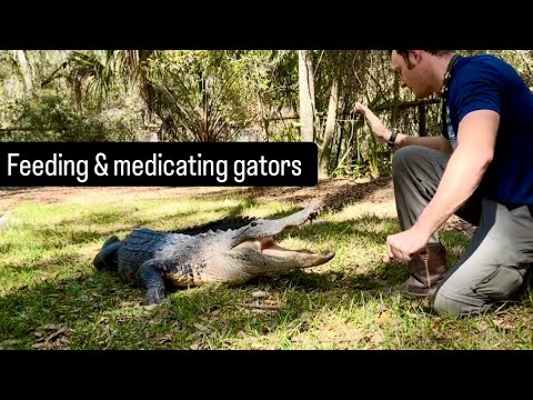 Feeding & medicating 10 gators! - YouTube