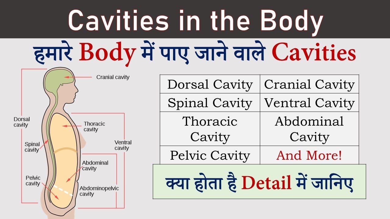 Cavities in the Human Body | Body cavity Anatomy - YouTube