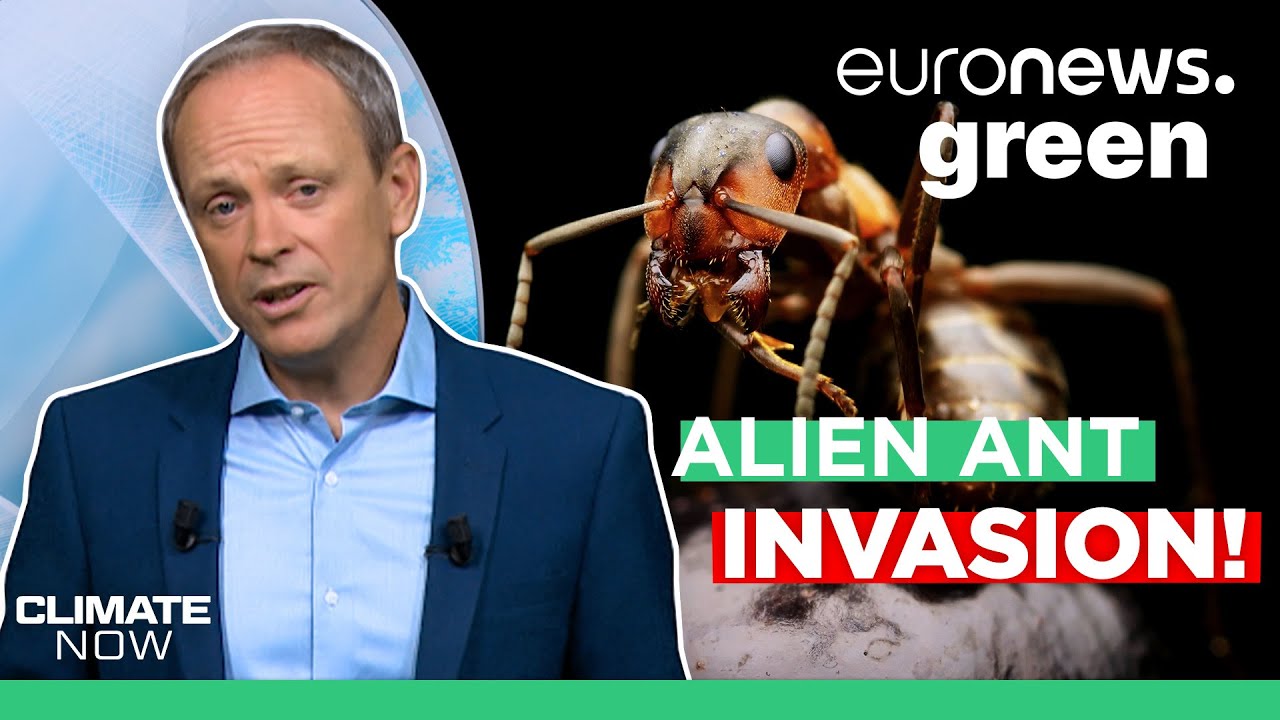 Alien ant invasion: how climate change helps exotic species colonise ...