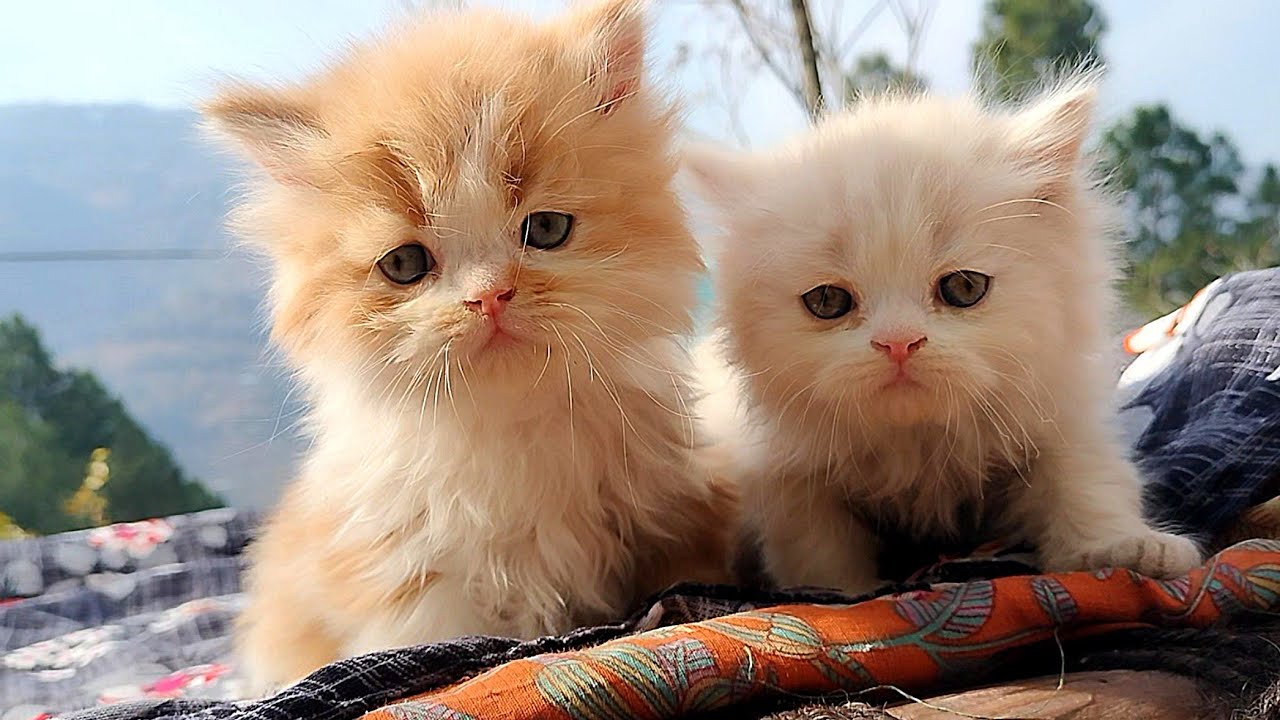 "Cuteness Overload | Adorable Kitten Plays with flower - Too Cute to ...