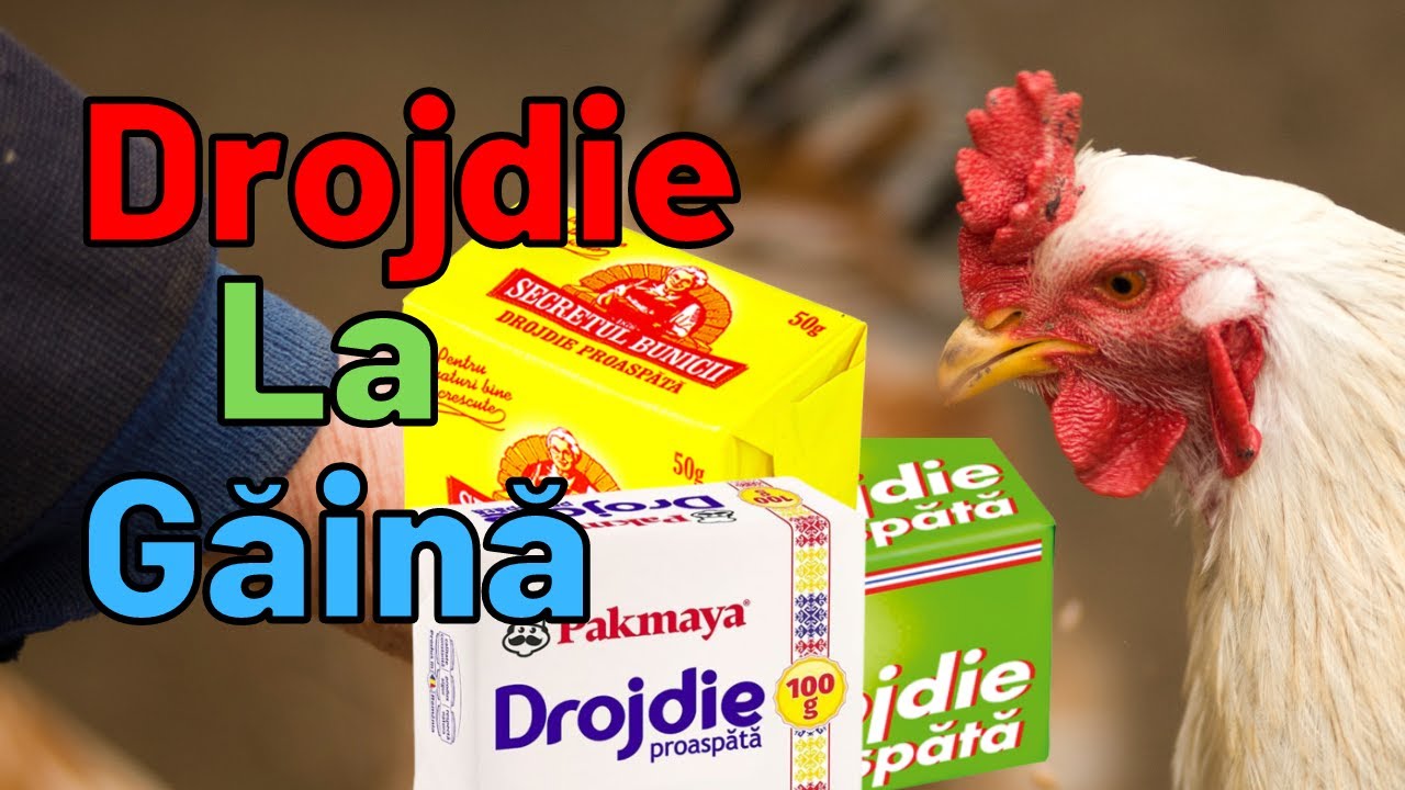 Ce contine drojdia furajera și daca este buna la gaini - YouTube