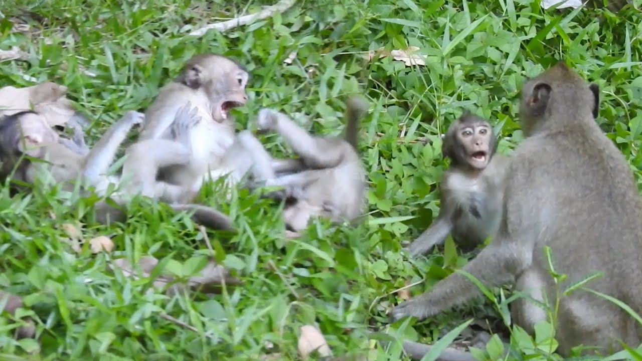 Monkeys playing in group so happy | Monkey play | Monkey fighting - YouTube