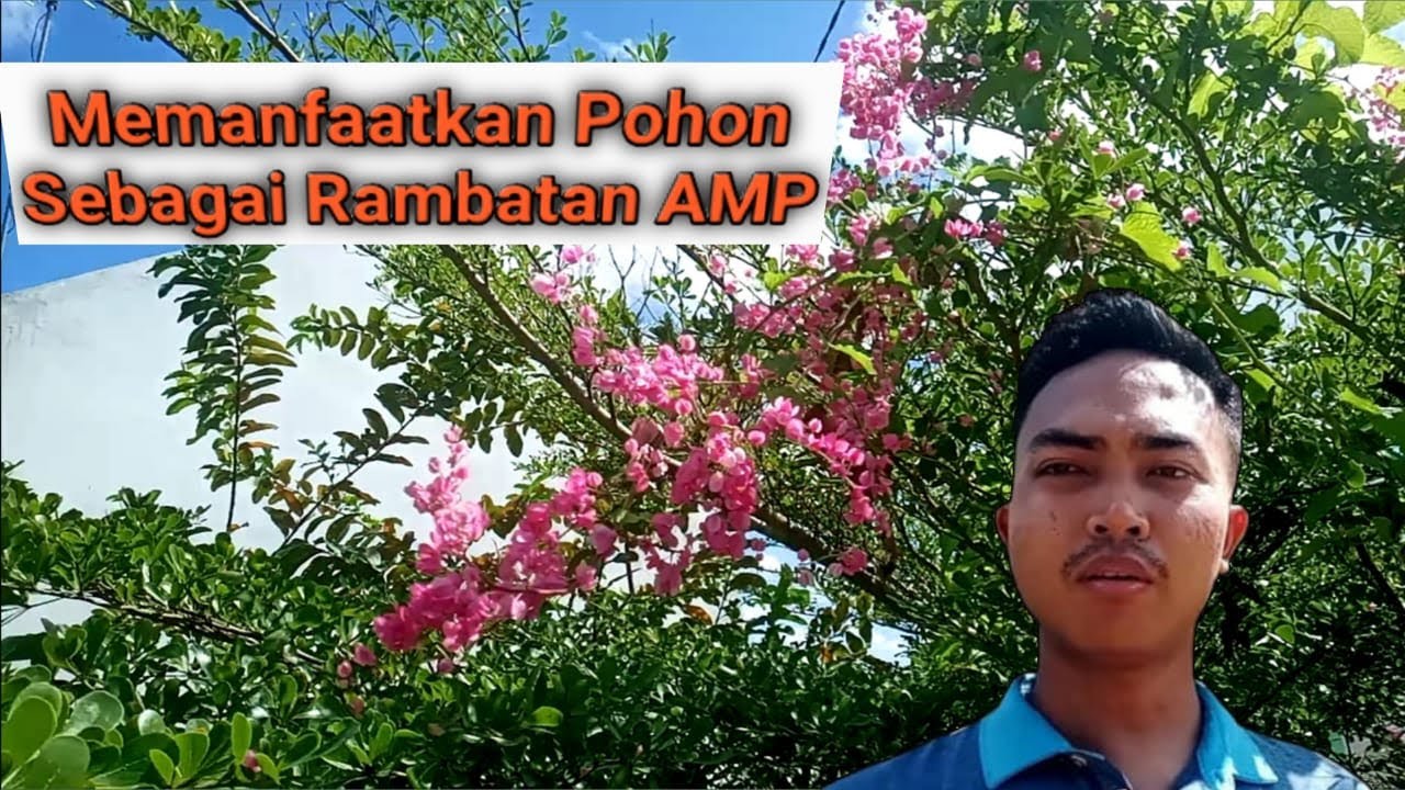 Cara Membuat Rambatan Bunga Air Mata Pengantin (AMP) - YouTube