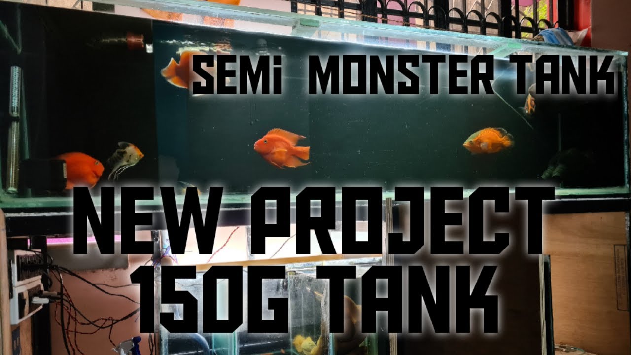 New Project 150g tank - YouTube