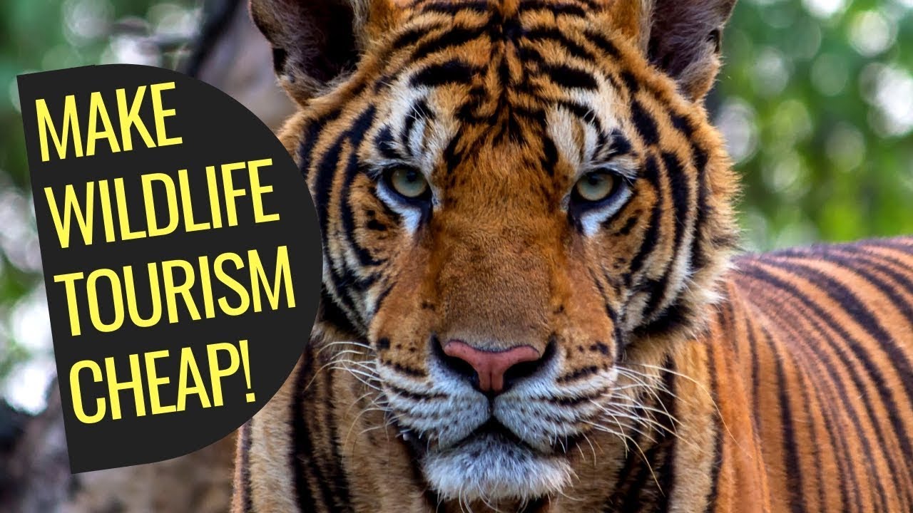 Tips For Wildlife Tourism On A Budget - YouTube