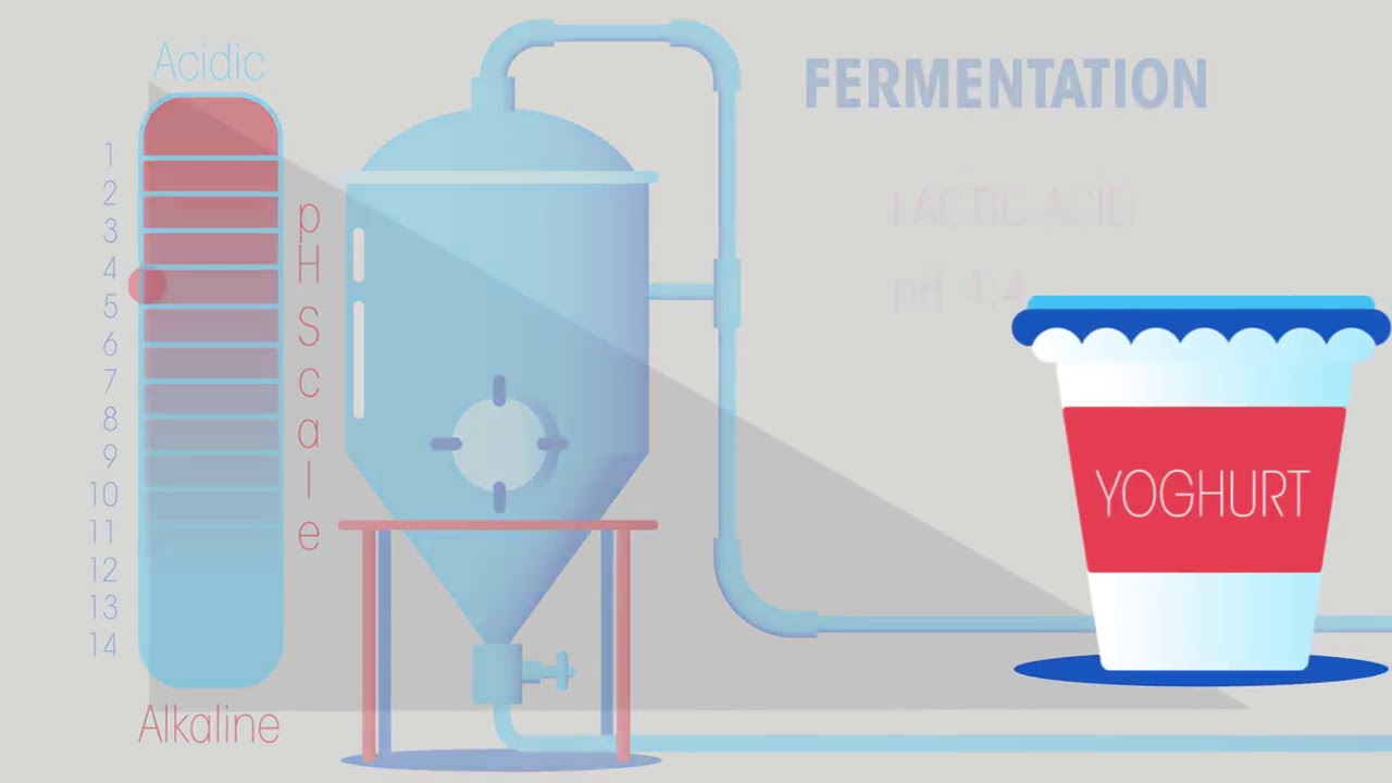 Making Yoghurt Biology for All FuseSchool - YouTube