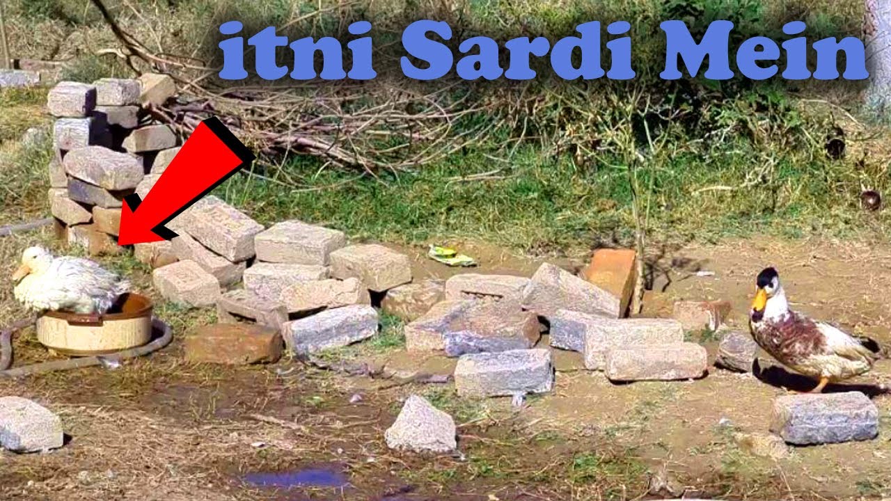 Ufff Allah Itni Sardi Mein Duck Naha Rahi Hein Inko Sardi Nhi lagti ...