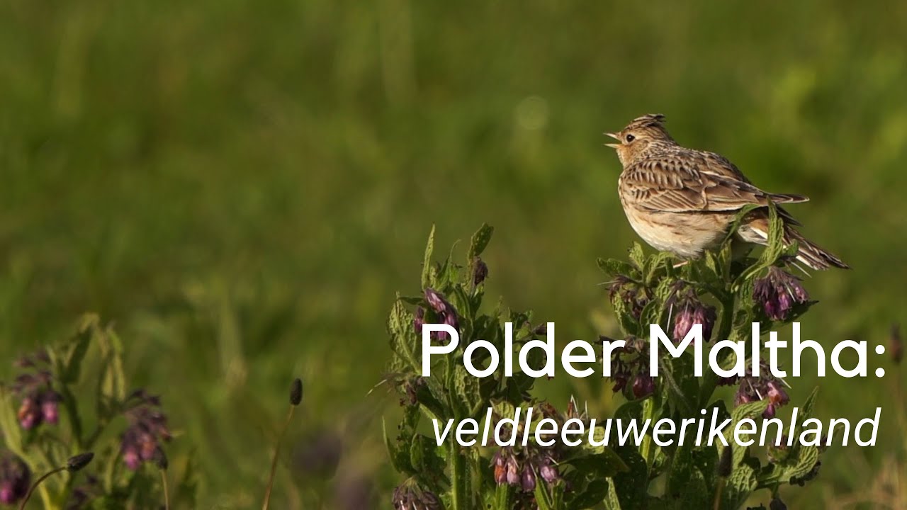 Polder Maltha is veldleeuwerikenland #1222 - YouTube