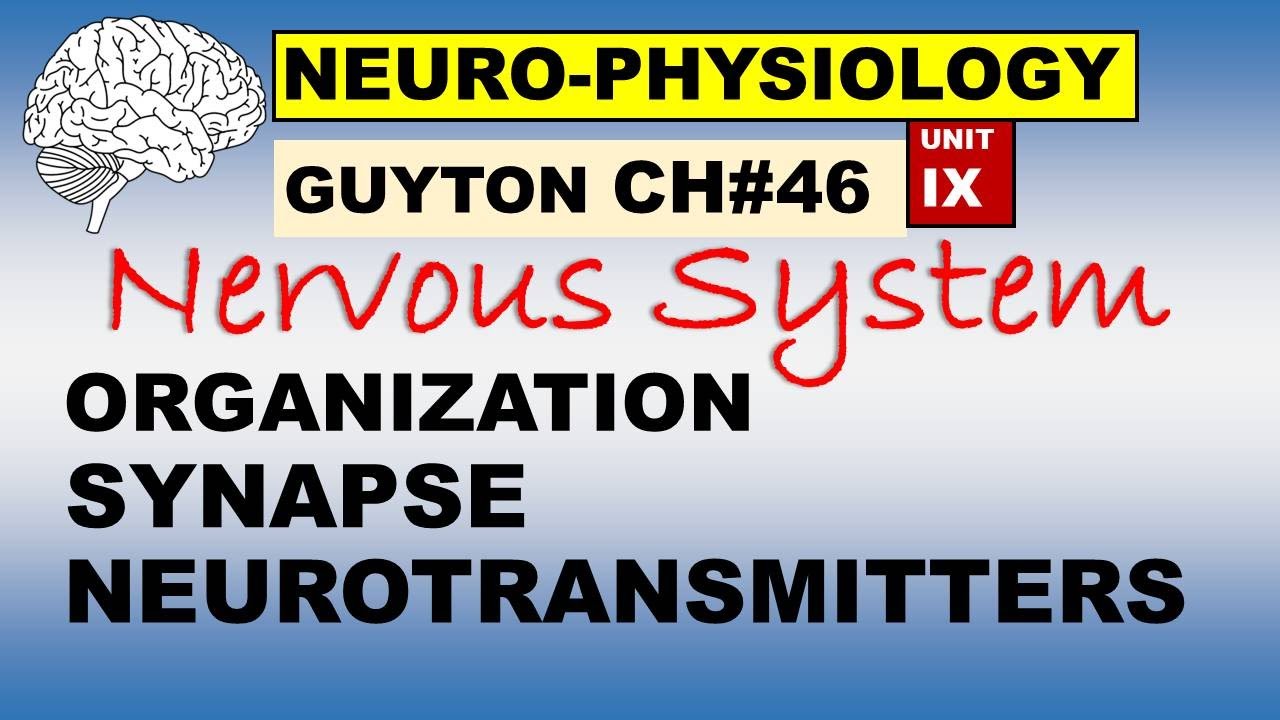 Ch#46 Physiology Guyton | Neurophysiology | Organization | Synapses | Neurotransmitters - YouTube