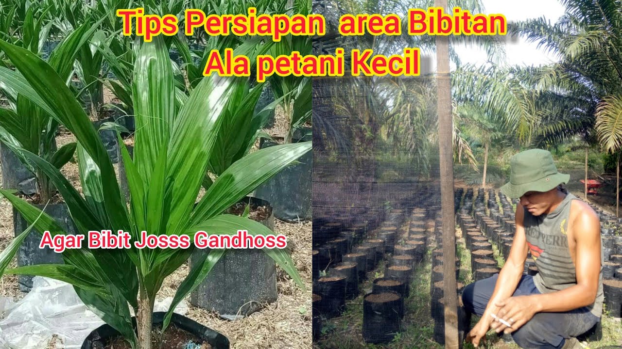 Tips Mempersiapkan Areal Bibitan Kelapa Sawit Unggul ( Kelas Petani ...