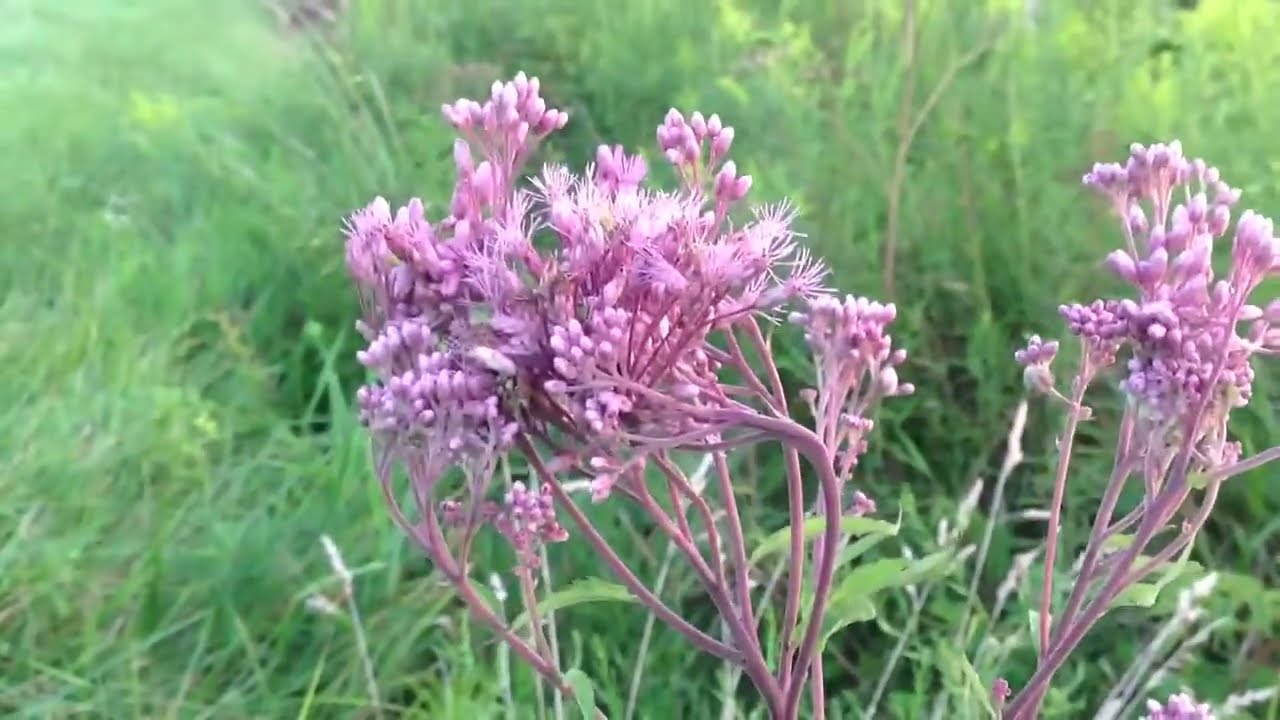 What is it? Gravel root - YouTube