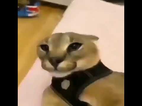 feel so clean like a zabloing machine - YouTube