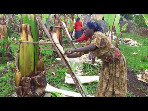 Traditional Enset Processing Practices  in Gamo Highlands of Ethiopia