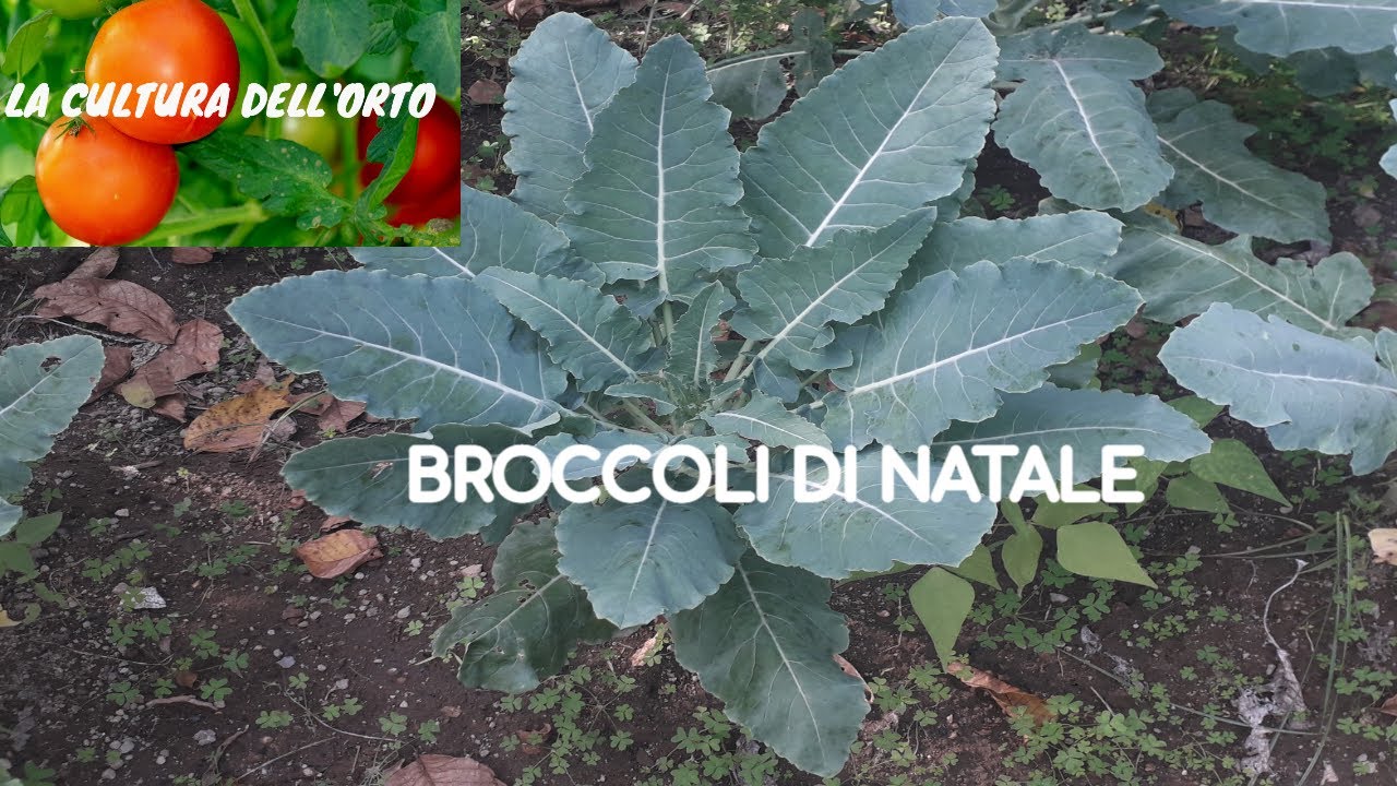 Broccoli di Natale: specialità della Campania. - YouTube