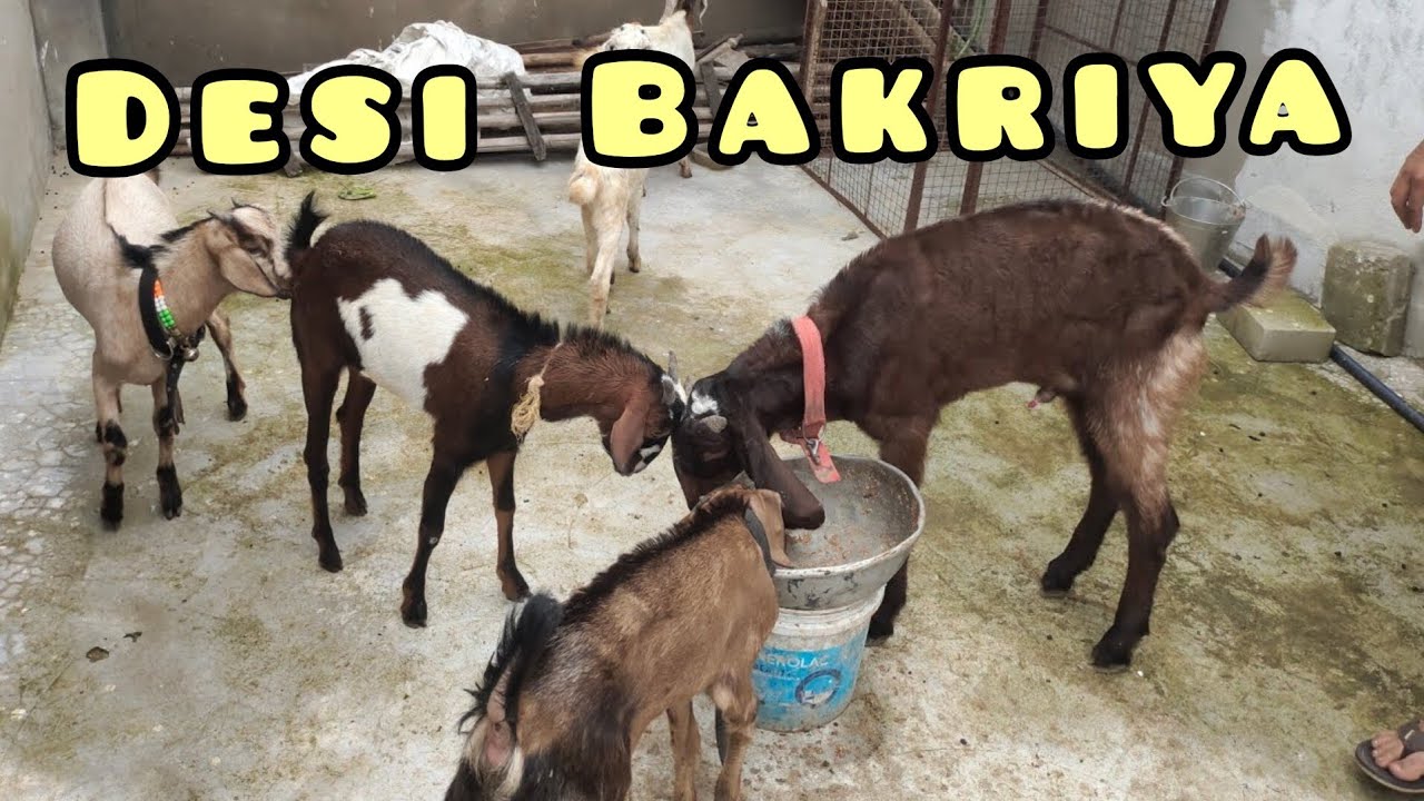 desi bakre bakriya aur hyderabadi breeder bakra available in Talabkatta ...